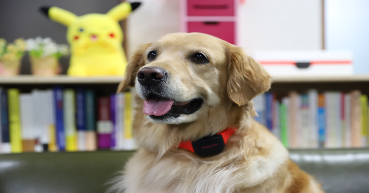 Petpuls AI-powered Dog Collar – Petpuls Lab